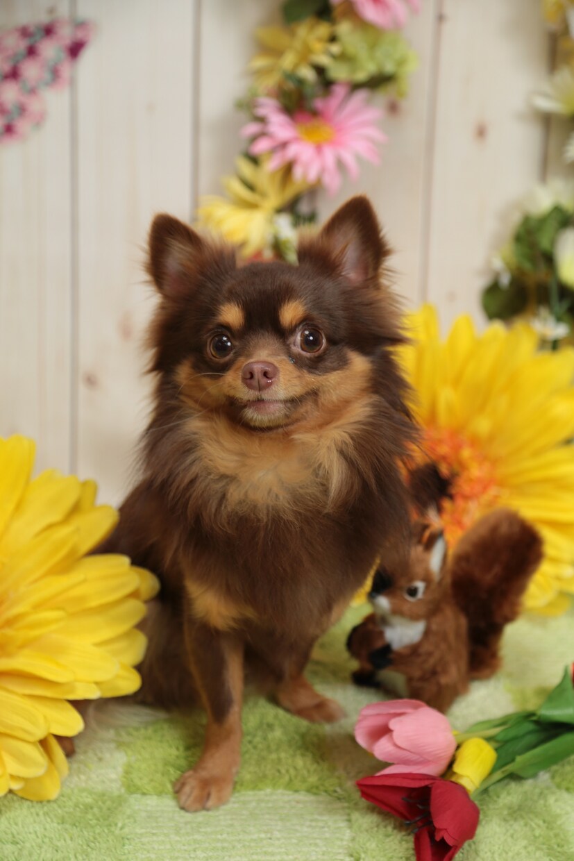 元家庭教師のおじさんが中学数学を教えます 90分1500円の格安価格です。