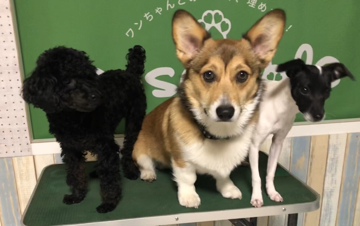 ワンちゃんのお悩み相談受けます ワンちゃんとのスキマ埋めます！ | ココナラ