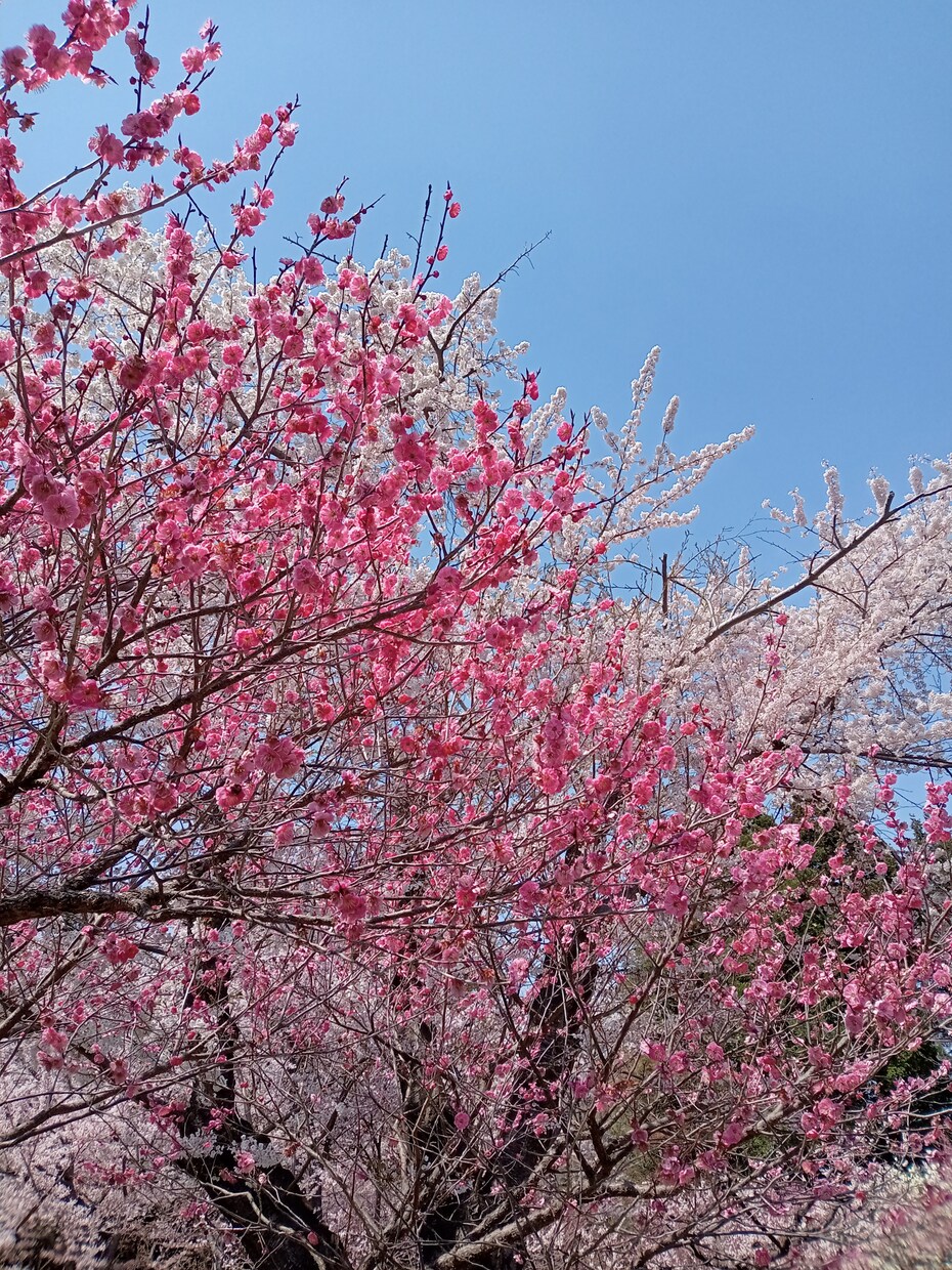 予約制通話★いつでもお話相手になります 予約制通話です！散歩中移動中や少し誰かと話したいときに是非！ | ココナラ