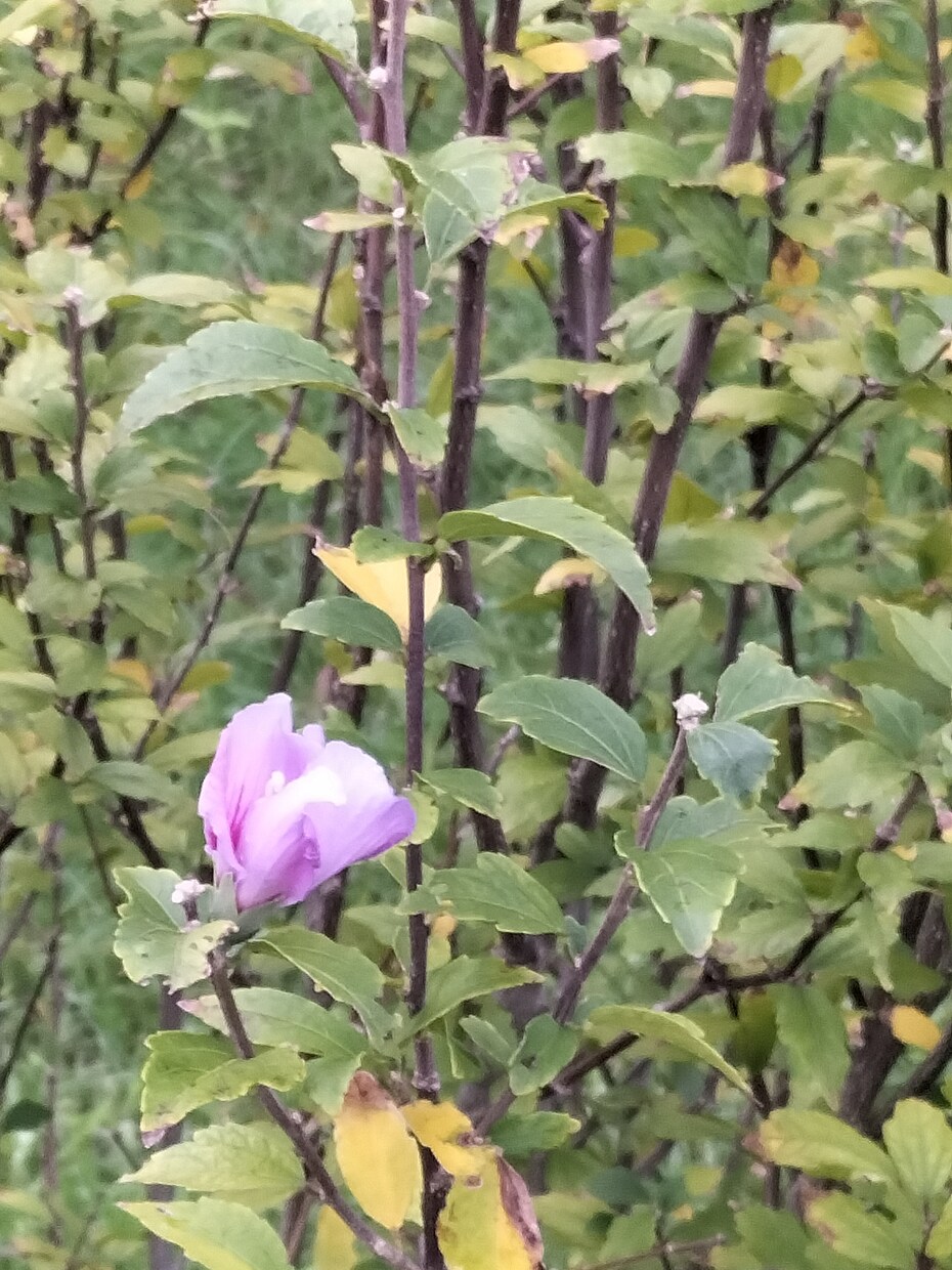 双極性障害とのつきあい方を教えます ☆うつ状態も躁状態も、あなたらしく過ごしやすく☆