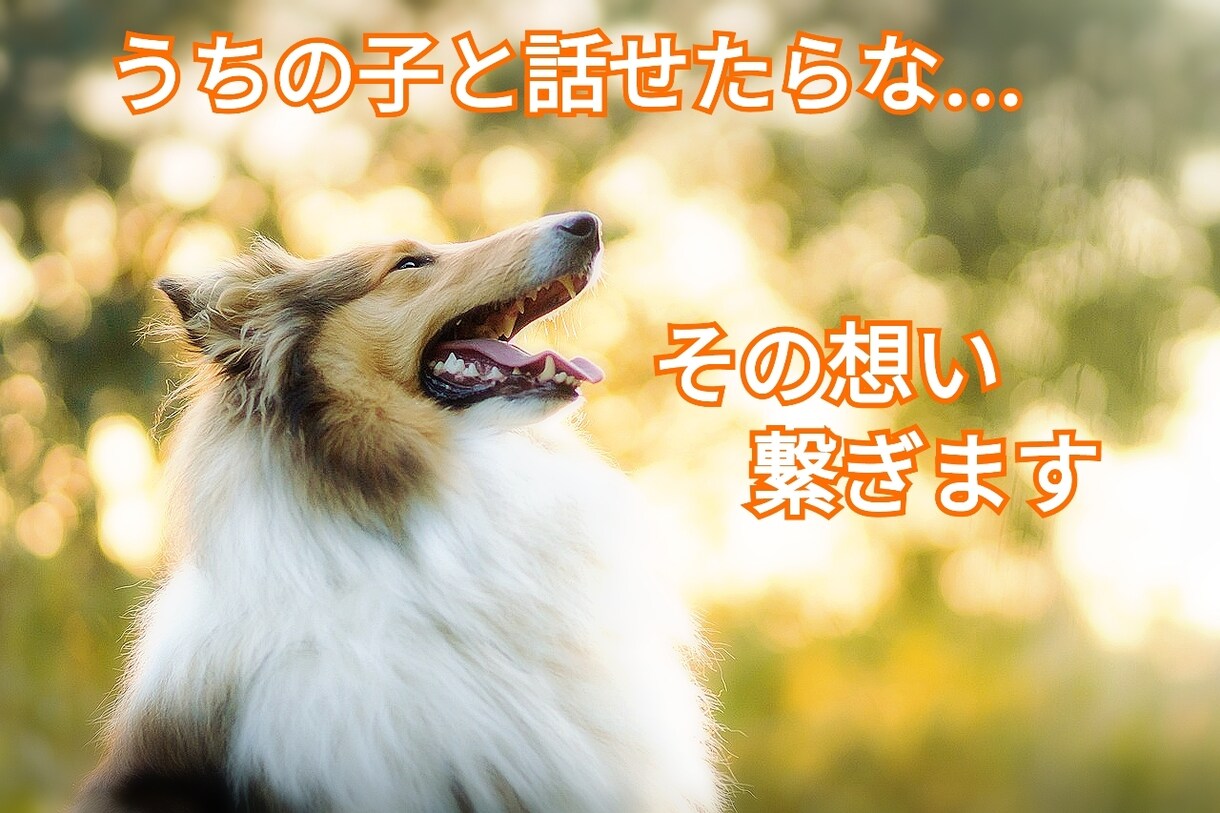 あなた様とペットの想いを繋ぎます あの子の気持ちが知りたい、この想いを伝えたい