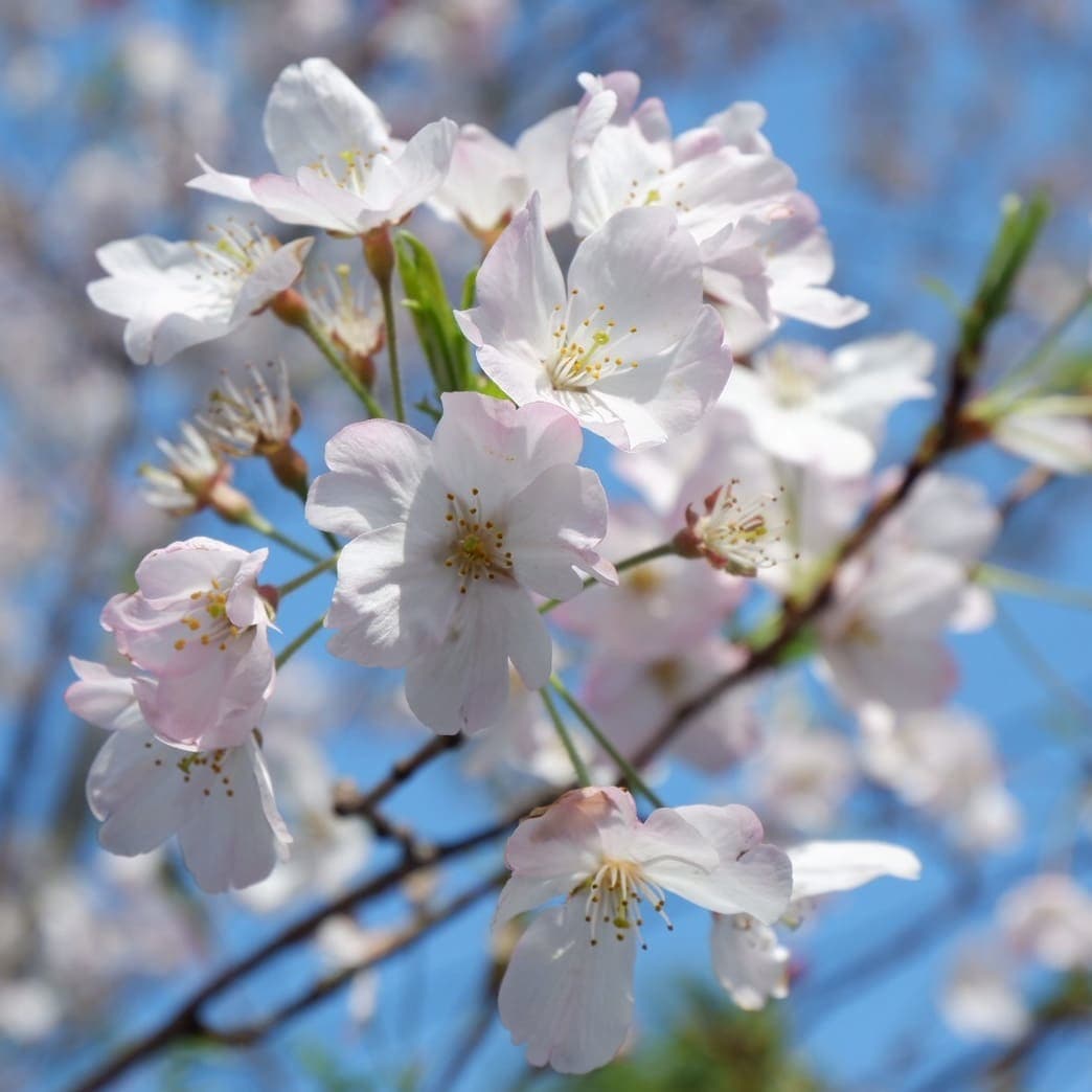 相談、愚痴、不安などなんでも聞きます カウンセラー等の経験がある自分がお話を聞きます | ココナラ