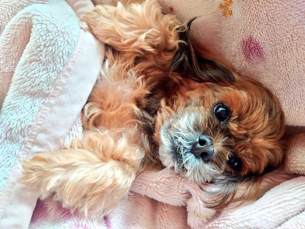 動物との飼育に関するアドバイスをさせて頂きます 動物を飼育するにあたり必要な知識をアドバイスします | ペット・動物の相談 | ココナラ