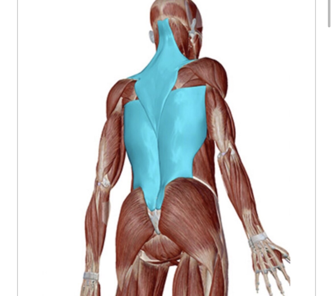 身体の痛みや違和感を解決します 現役PTが一緒に痛み解決身の回りでできるセルフケア | ココナラ