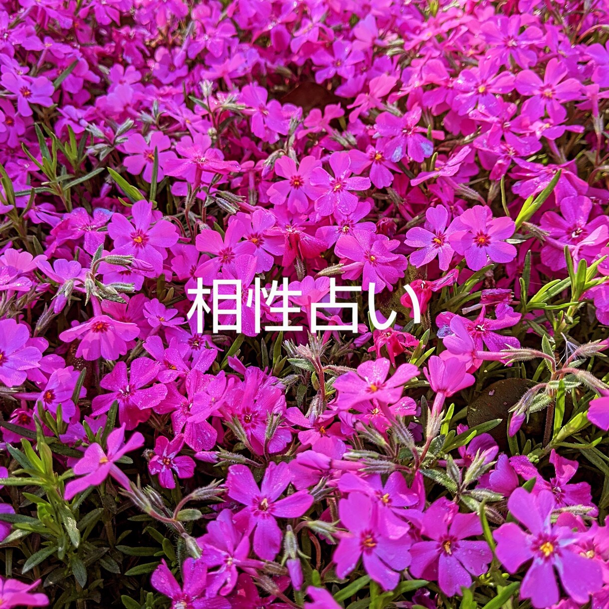 気になるお相手との相性を鑑定します 生年月日より様々な角度よりお二人の相性を分析いたします | ココナラ