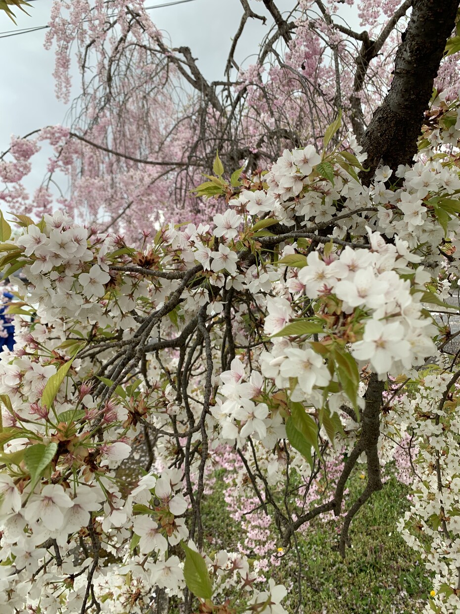 FPがご家庭のお金の相談を受けます 20代新米パパのFPがご依頼者様の相談を受け付けます！